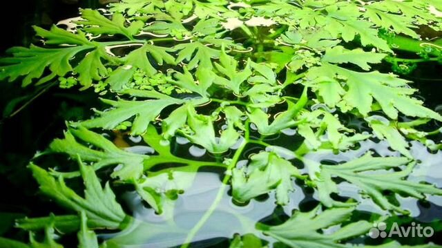 Хелена, Катушка, Мелания, Мариза