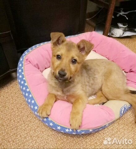 Щенок (девочка. 5 месяцев) в дар, в добрые руки