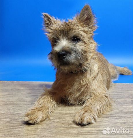 Щенки керн терьера