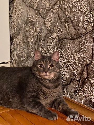 Кошка Пухля (8 лет)