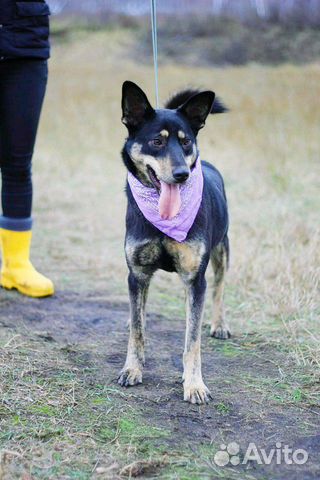 Молодая собака в дар