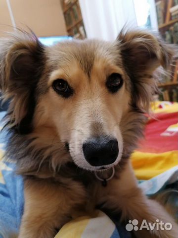 В добрые руки маленькая собачка в дар