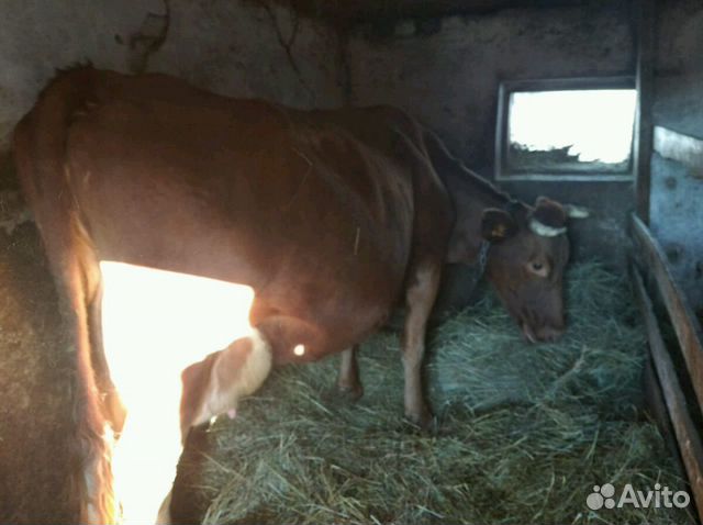 Корова высокоудойная