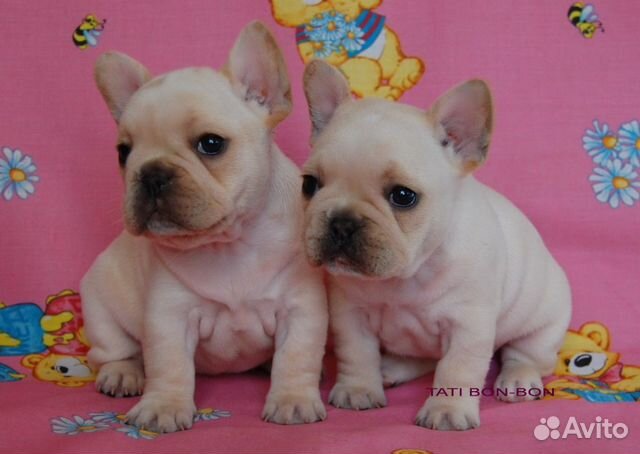 Кремовые детки для предварительного резерва