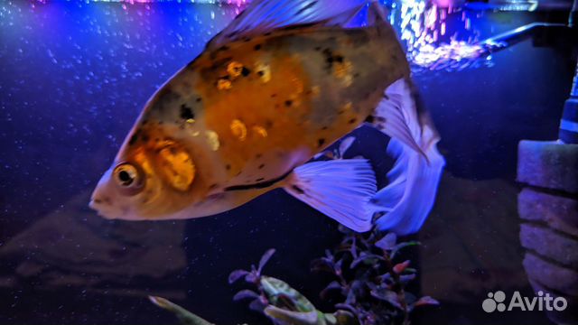 Рыба комета