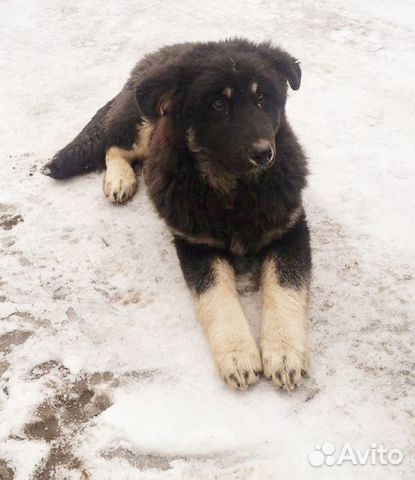 Шикарный медвежонок 7 мес