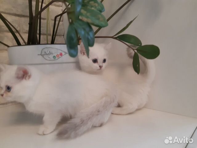 Британские шиншиллы
