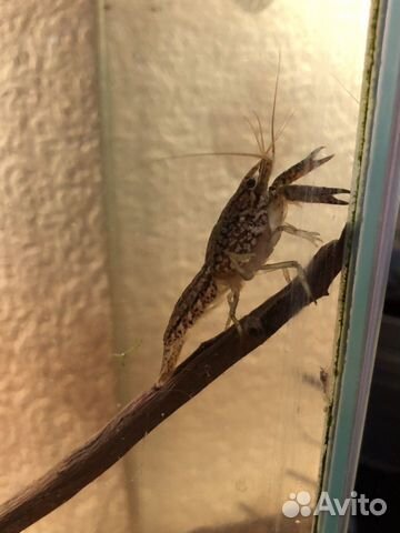 Декоративные раки