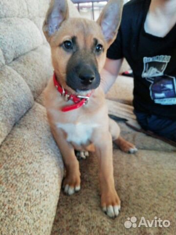 Собачка Джесси ищет дом