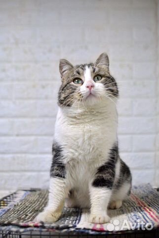 Невероятный Остап и его щеки ищут дом