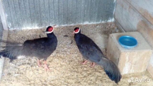 Павлины и Фазаны