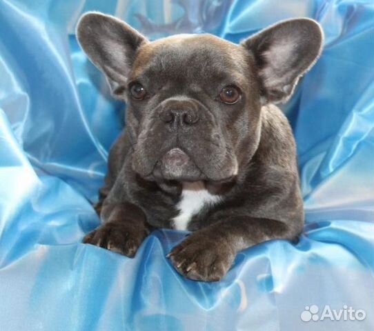 Французский бульдог голубые