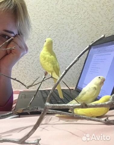 Попугаи ручные (пара)