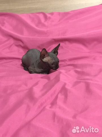 Котёнок Канадского Сфинкса