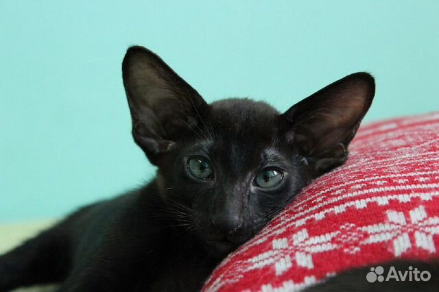 Ориентальный котик