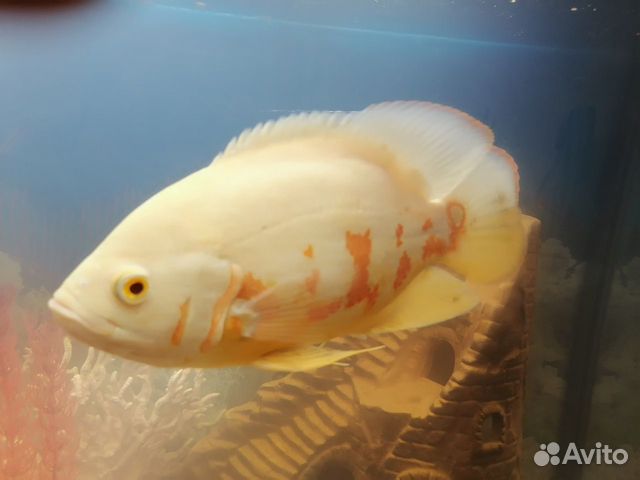 Астронотус бесплатно