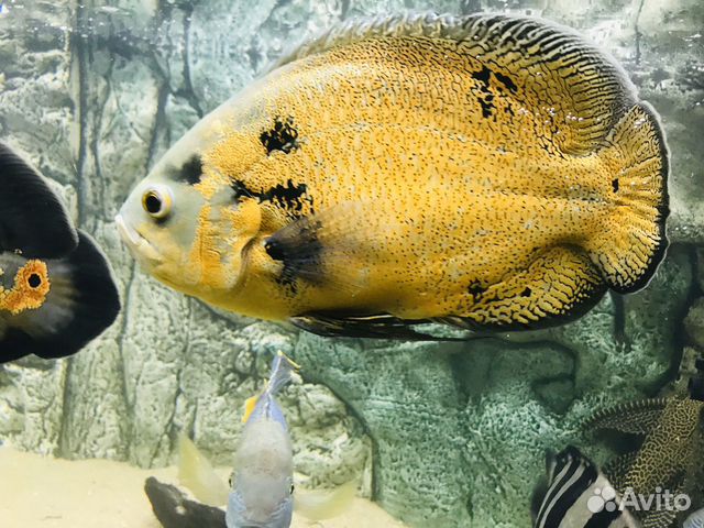 Астронотус