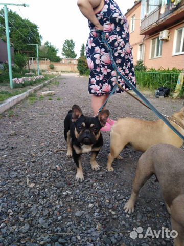 Вязка, возможна продажа