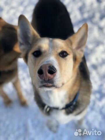 Марик ищет дом