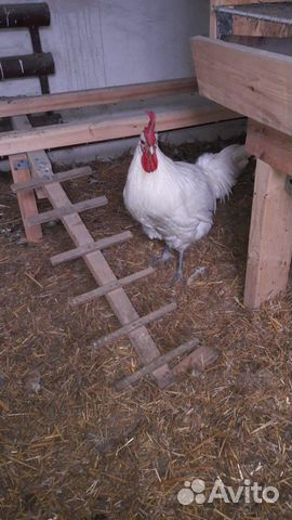 Бресс-Галльская. Петухи