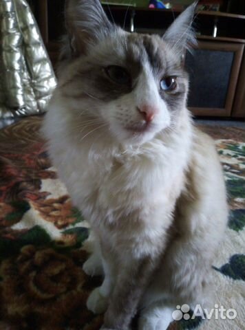 Красавица Снежка ищет самца для вязки