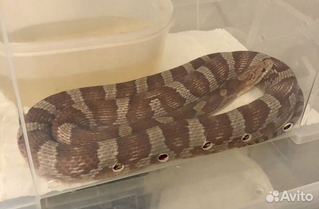 Маисовый полоз