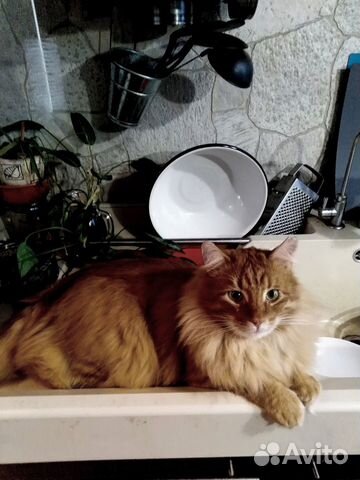 Кот Тибет. 2 года. Ищет дом