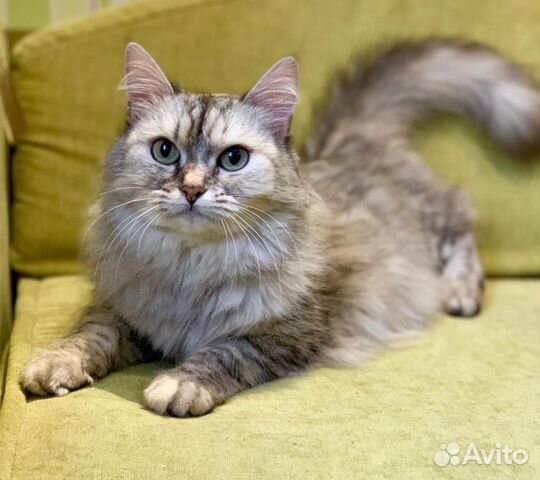 Кошка Саня ищет дом