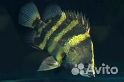 Новогвинейский тигровый окунь
