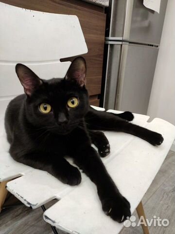 Кот метис бурмы - 2 года