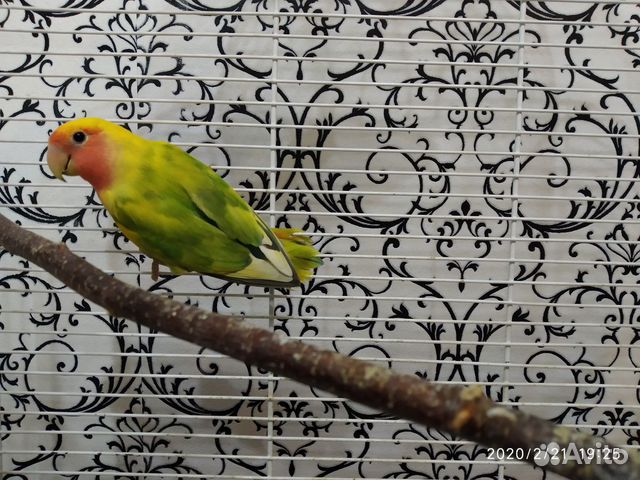 Пара неразлучников