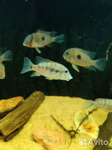 Геофагус штайндахнера