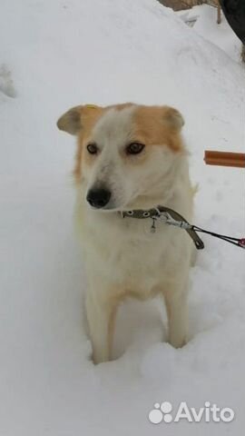 Белке из приюта нужен дом