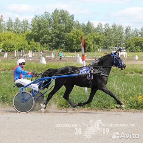 Жеребец орловский рысак