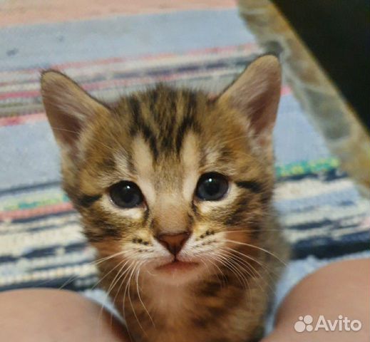 Котёнок (мальчик)