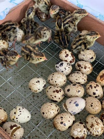 Перепела, инкубационное яйцо, пищевое яйцо, мясо