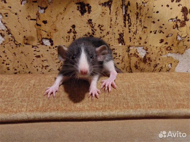 Крысы, крысятки - мальчики дамбо, стандарт, клетки