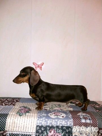 Мини такса, кобель