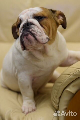 Английский бульдог