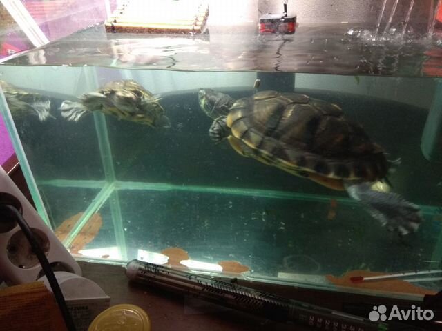 Черепаха красноухая