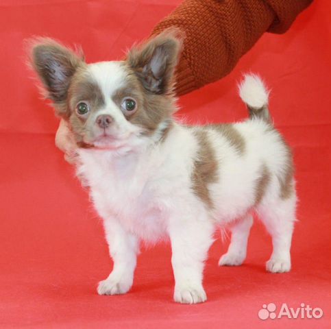 Чихуахуа лиловые мальЧишечки
