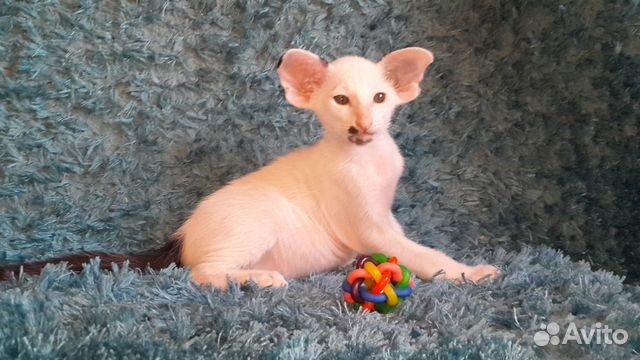 Шикарные мальчики