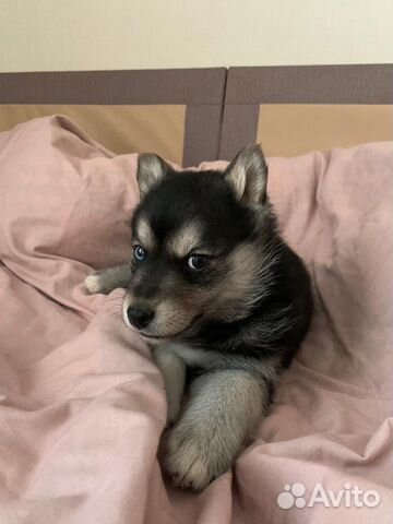 Щенок