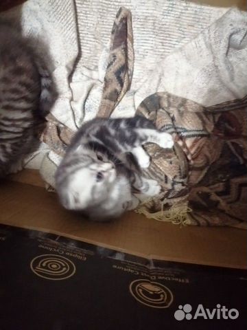 Шатландец вислоухий