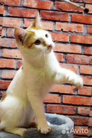 Котёнок Лёва 6,5 мес ищет дом
