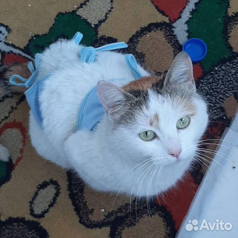 Кошка-бедняжка ищет дом