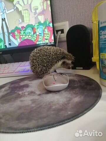 Мальчик ёж в дар