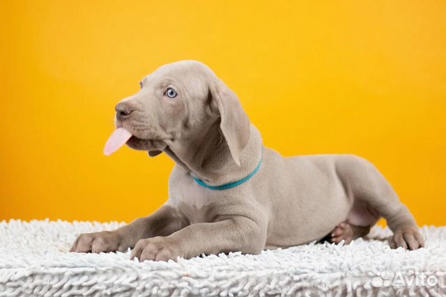 Щенки Веймаранера
