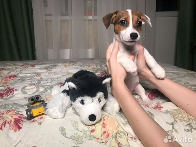 Восхитительный щенок Джек Рассел терьер