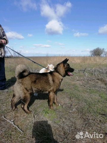 Американцы шоу класса РКФ 6мес